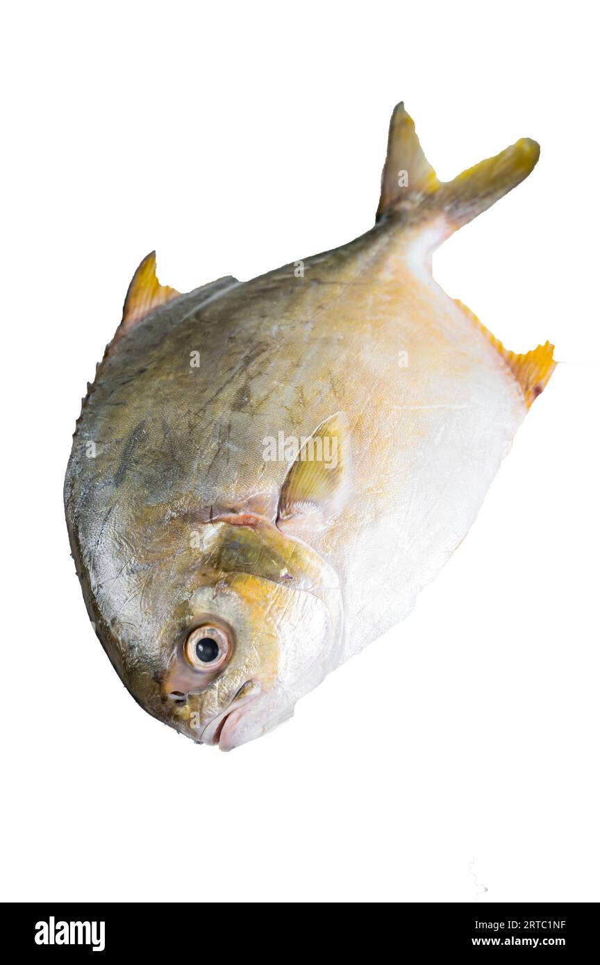 Fresh raw fish pompano on kitchen table. High quality Isolate, white ...