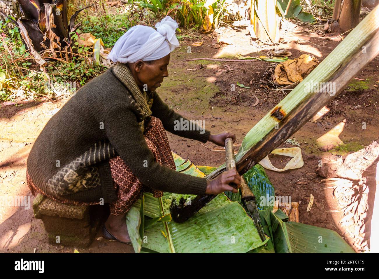 DORZE, ETHIOPIA - JANUARY 30, 2020: Dorze woman is harvesting enset ...