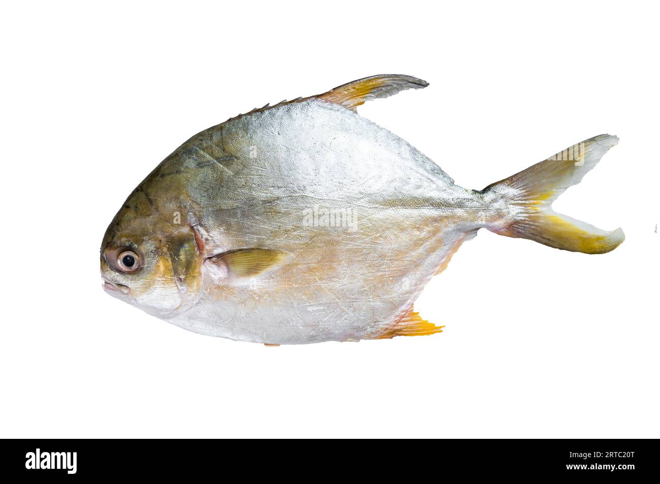Pompano Cut Out Stock Images & Pictures - Alamy