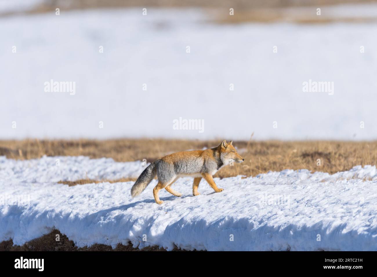 Tibetan sand fox from gurudongmar lake, North Sikkim Stock Photo - Alamy
