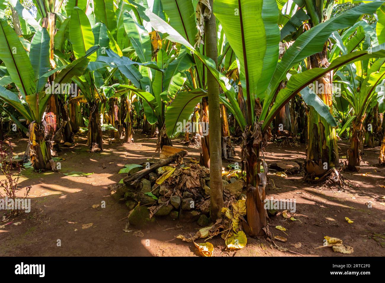 Plantation of enset (false banana), Ethiopia Stock Photo - Alamy