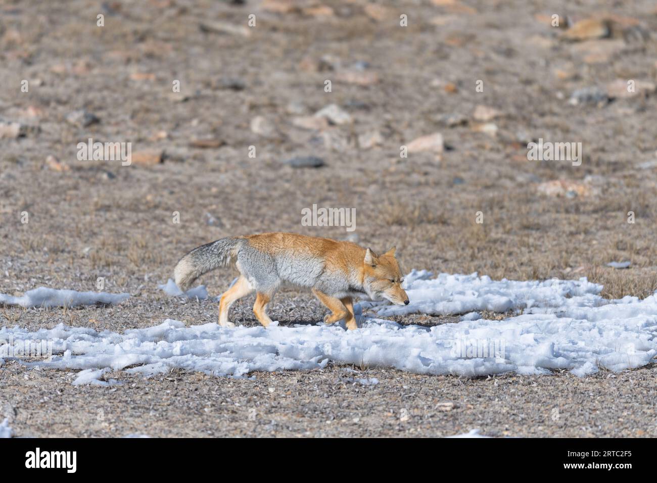Tibetan sand fox from gurudongmar lake, North Sikkim Stock Photo - Alamy