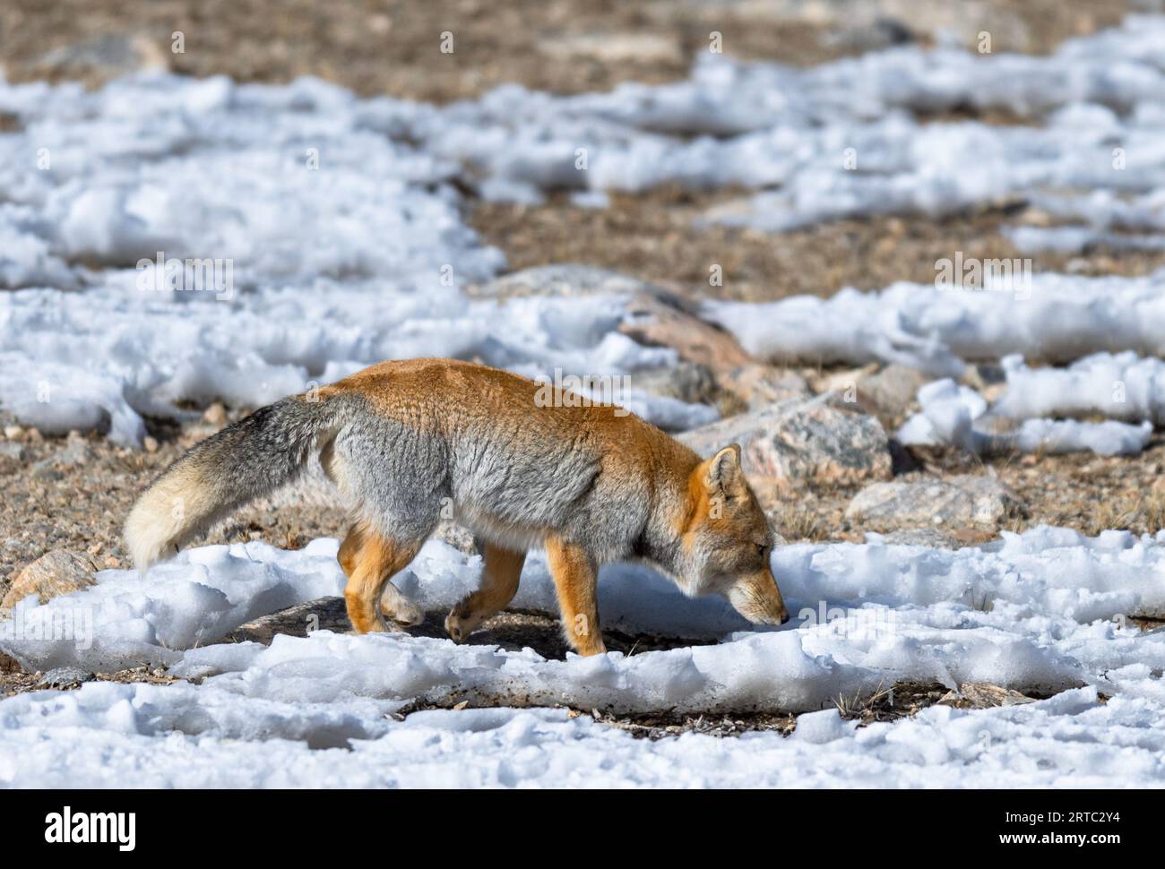 Tibetan sand fox from gurudongmar lake, North Sikkim Stock Photo - Alamy