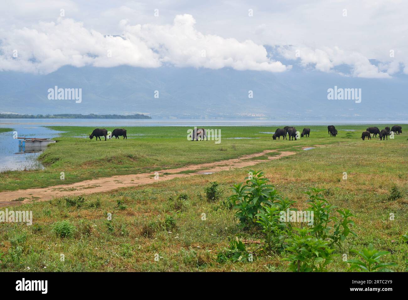 Greece, Water buffalo grazing freely in the grasslands at Lake Kerkini ...