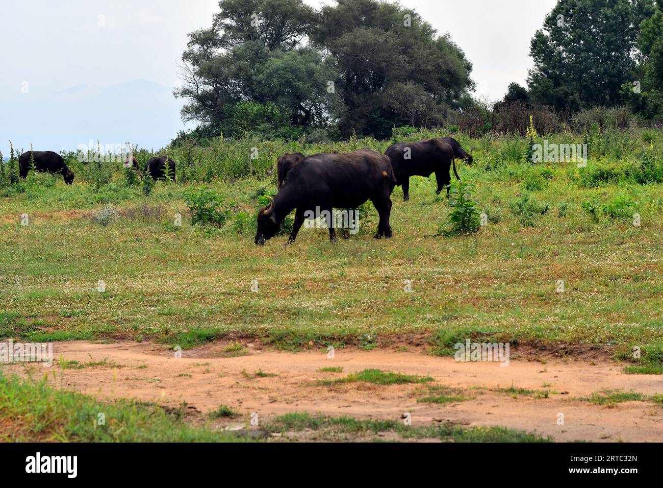 Greece, Water buffalo grazing freely in the grasslands at Lake Kerkini ...