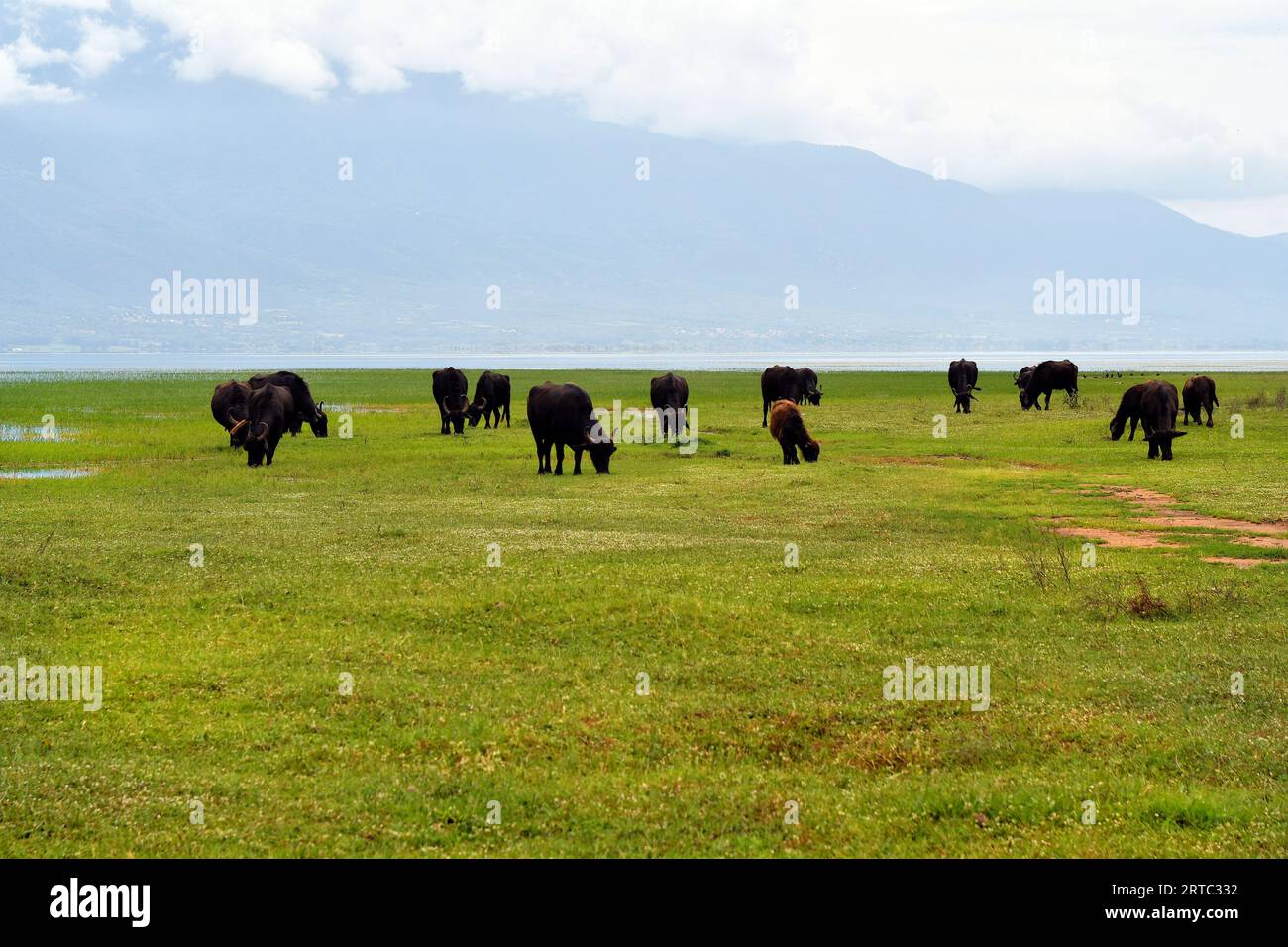Greece, Water buffalo grazing freely in the grasslands at Lake Kerkini ...