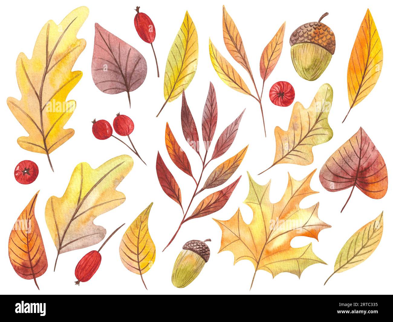 Watercolor Set of fall leaves, maple leaf, acorns, berries. Forest ...