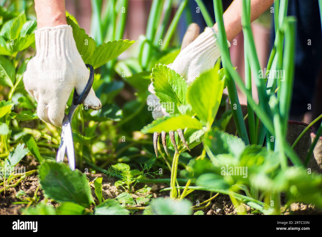 The farmer takes care of the plants in the vegetable garden on the farm ...