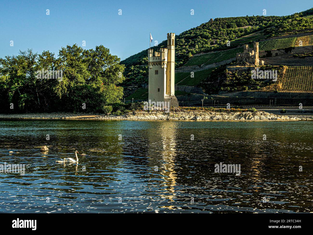 Mouse Tower in Bingen with a swan on the Rhine in the morning light, in ...