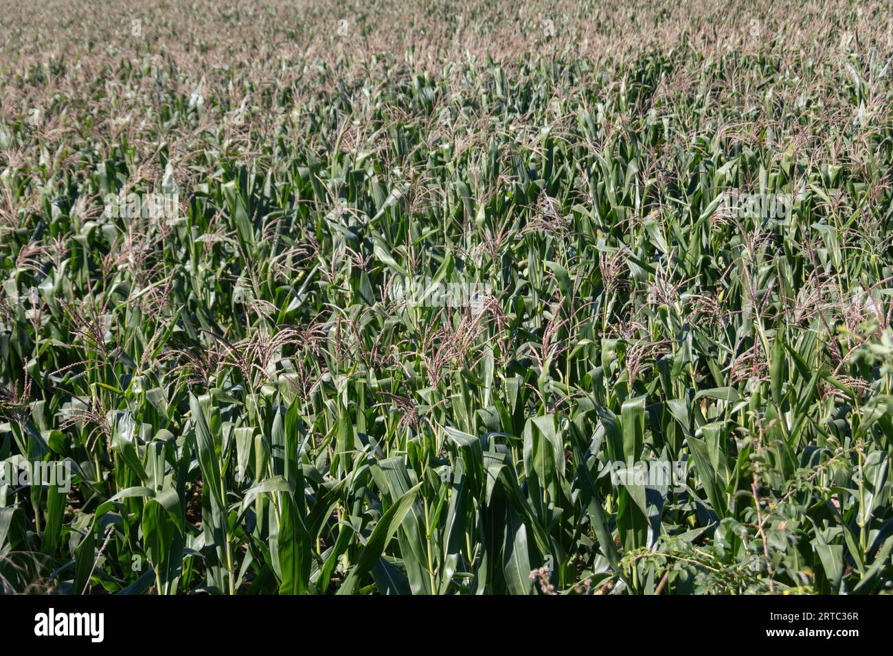 Summery corn field under a blue sky Stock Photo - Alamy