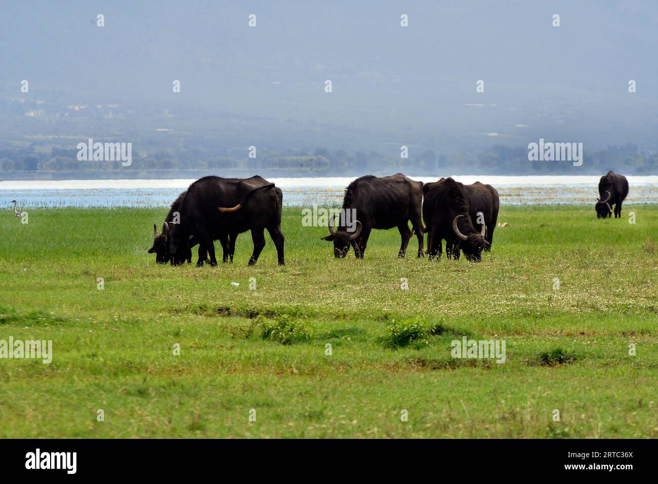 Greece, Water buffalo grazing freely in the grasslands at Lake Kerkini ...