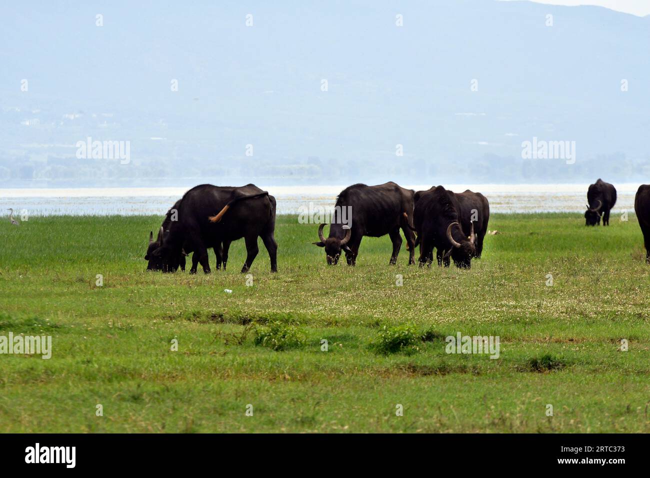 Greece, Water buffalo grazing freely in the grasslands at Lake Kerkini ...