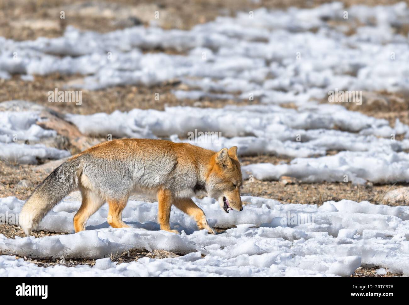 Tibetan sand fox from gurudongmar lake, North Sikkim Stock Photo - Alamy