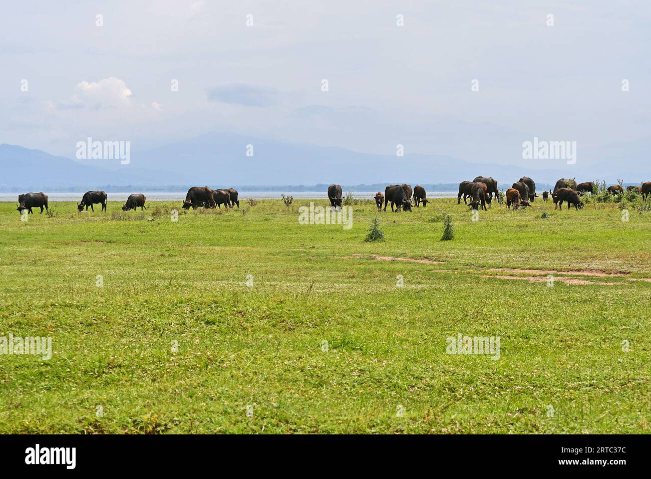 Greece, Water buffalo grazing freely in the grasslands at Lake Kerkini ...