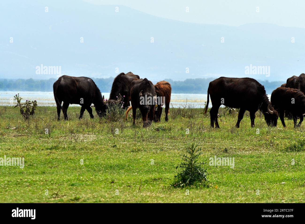 Greece, Water buffalo grazing freely in the grasslands at Lake Kerkini ...