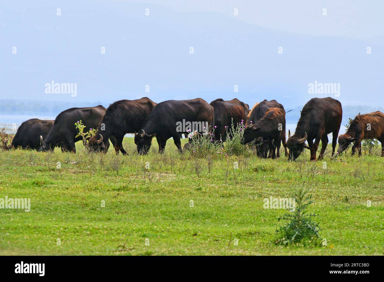 Greece, Water buffalo grazing freely in the grasslands at Lake Kerkini ...