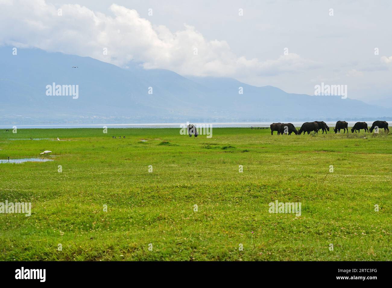 Greece, Water buffalo grazing freely in the grasslands at Lake Kerkini ...