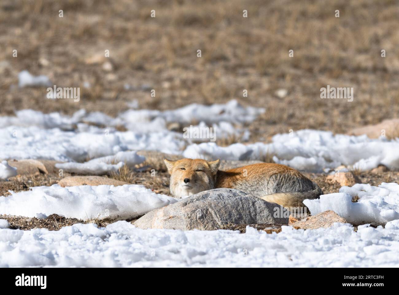 Tibetan sand fox from gurudongmar lake, North Sikkim Stock Photo - Alamy