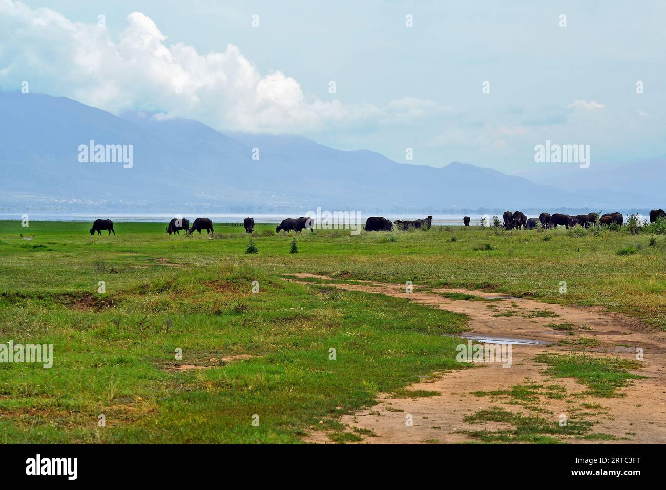 Greece, Water buffalo grazing freely in the grasslands at Lake Kerkini ...