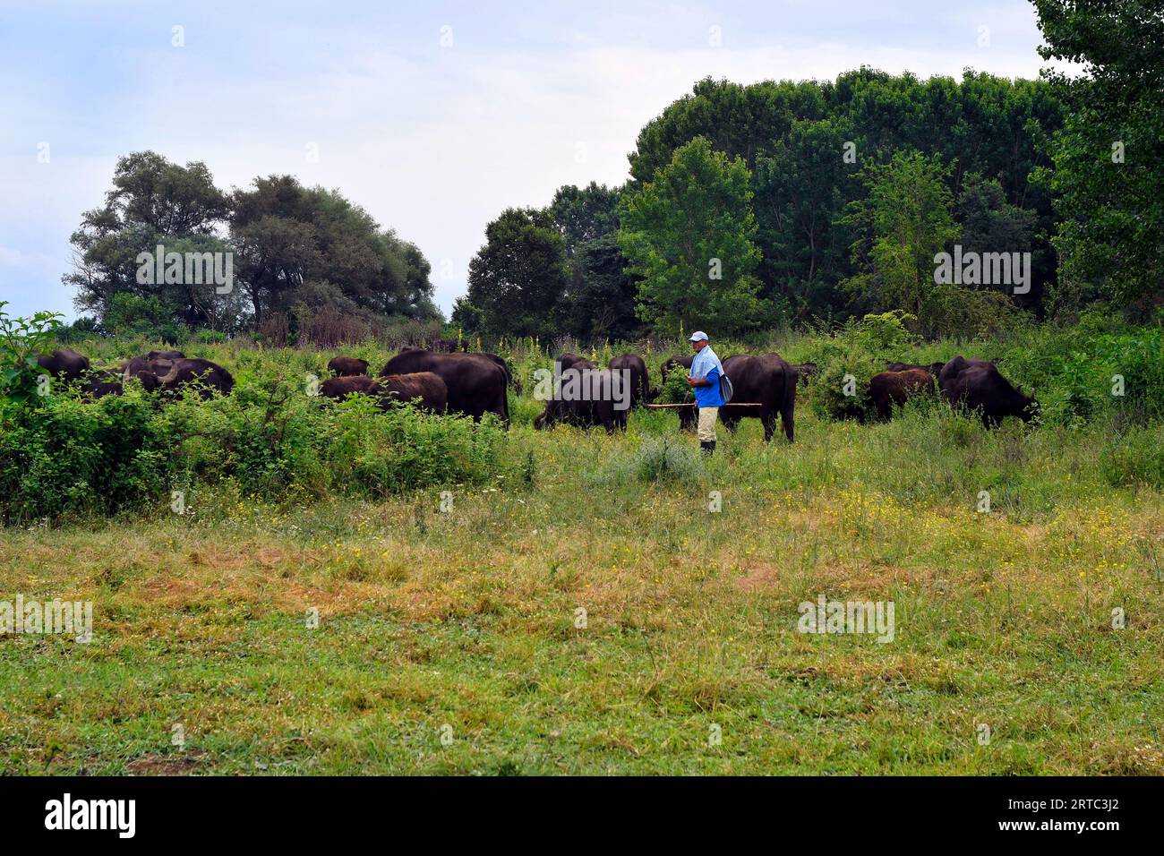 Lithotopos, Greece - June 16, 2023: Unknown Shepherd looks after a herd ...