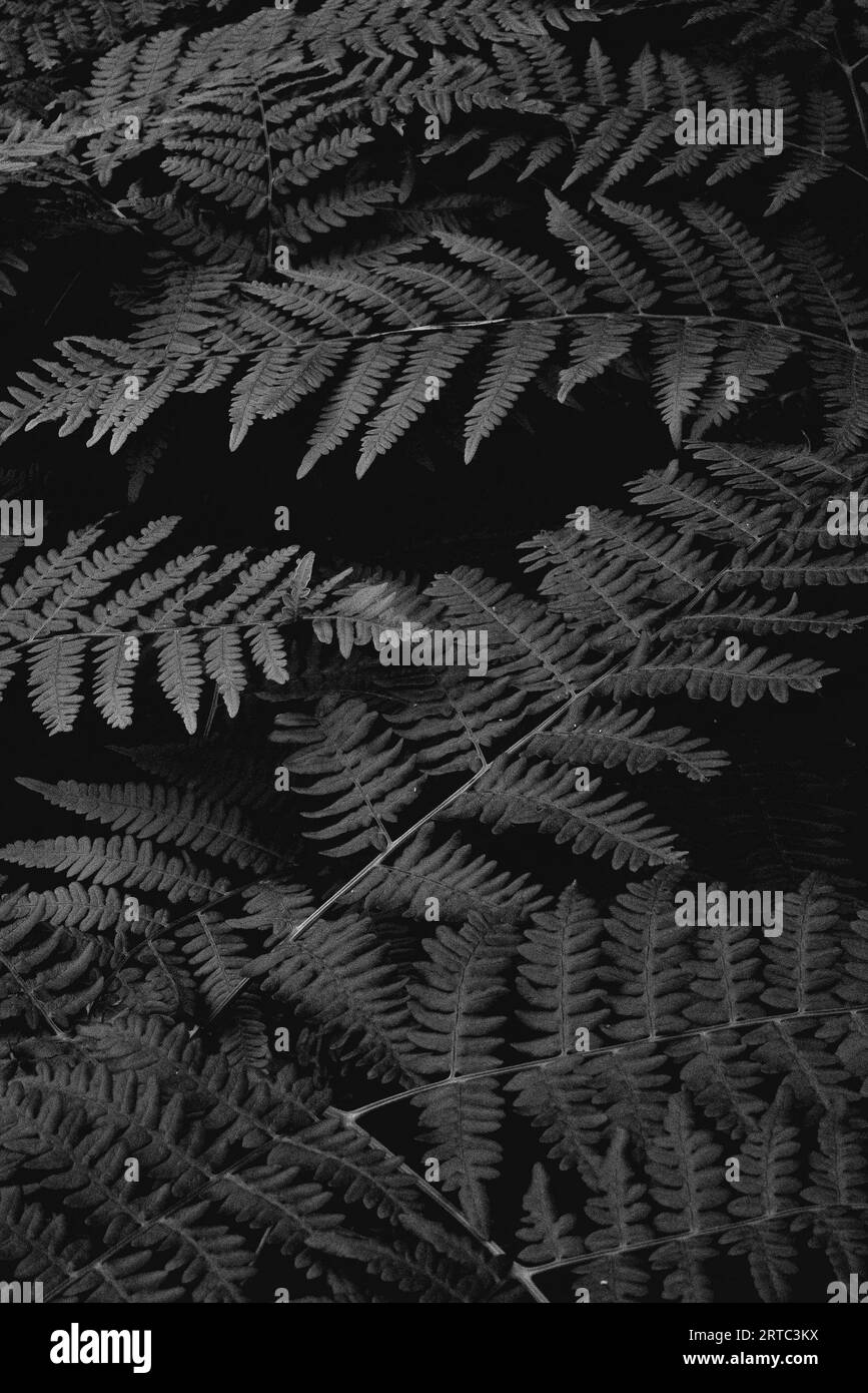 Bush green leaves in summer Black and White Stock Photos & Images - Alamy