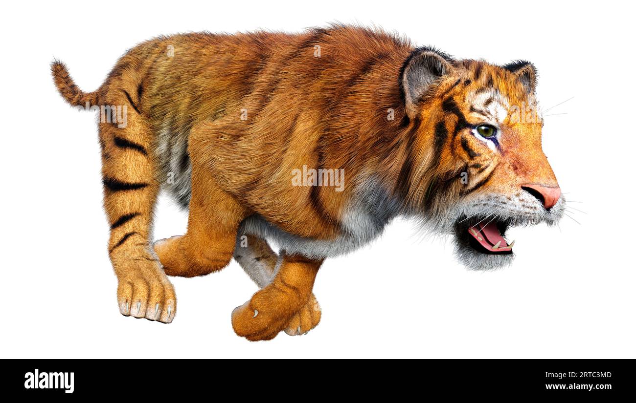 3D rendering of a big cat tiger isolated on white background Stock ...