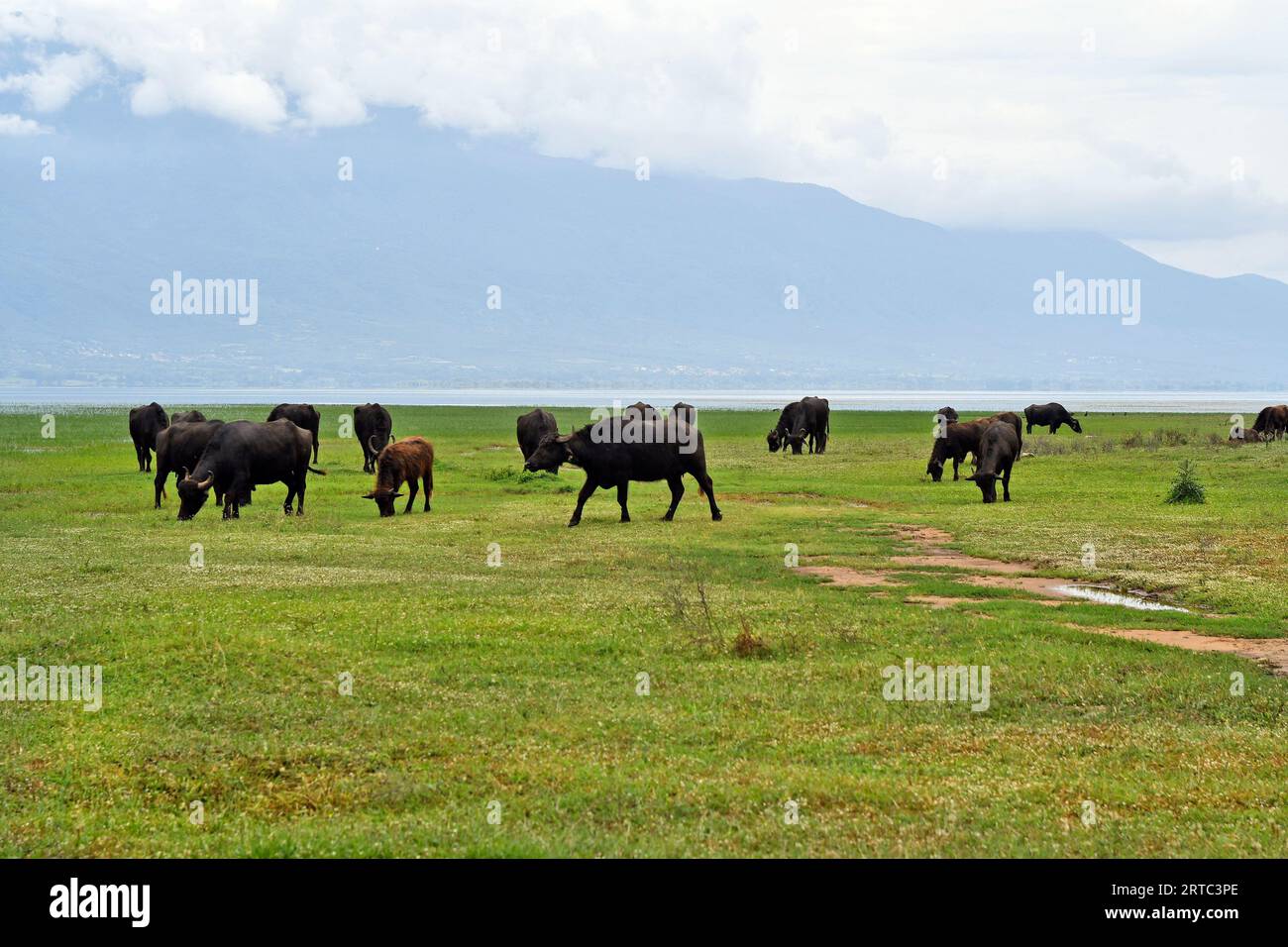 Greece, Water buffalo grazing freely in the grasslands at Lake Kerkini ...