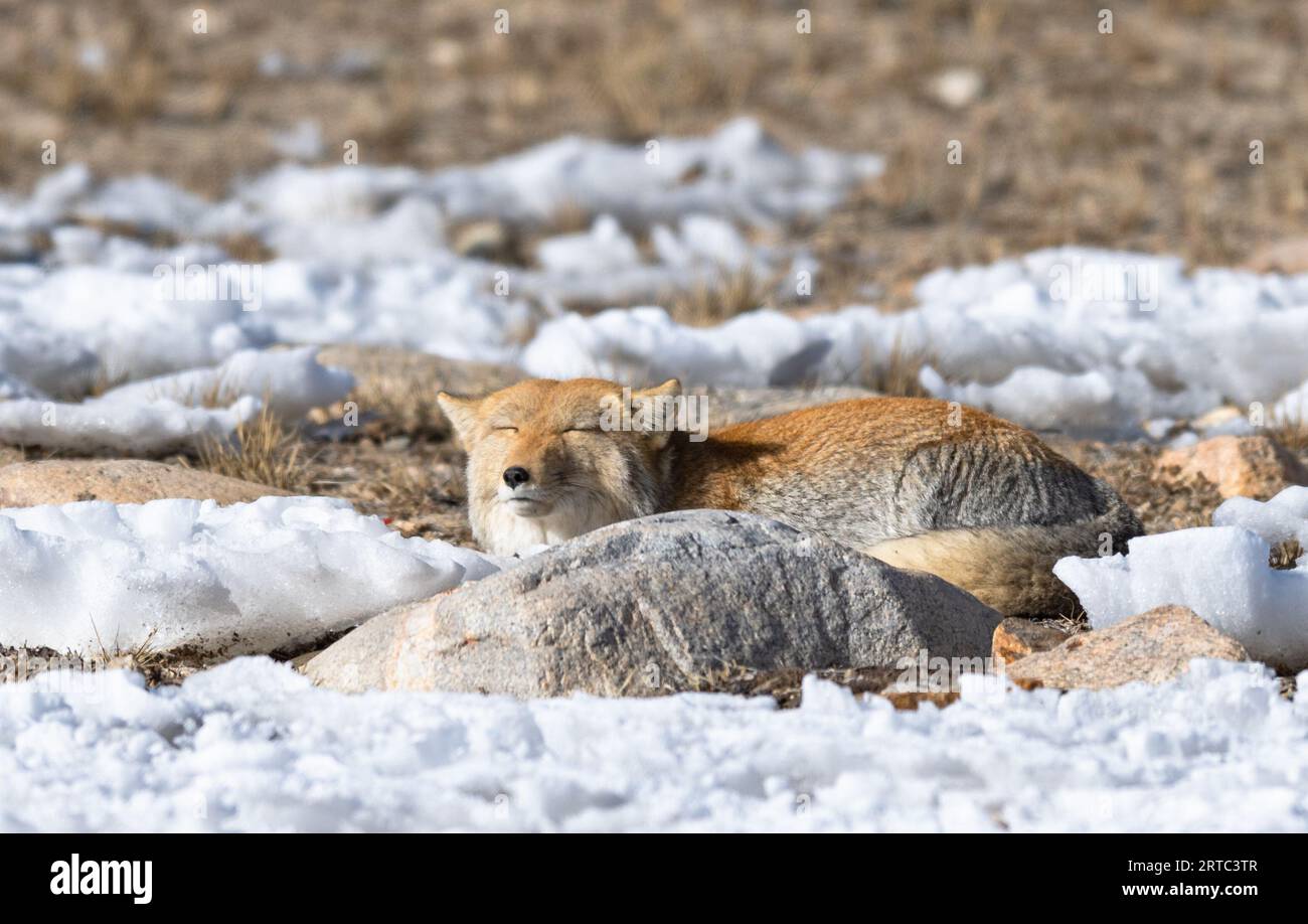 Tibetan sand fox from gurudongmar lake, North Sikkim Stock Photo - Alamy