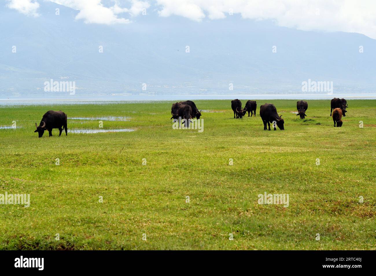 Greece, Water buffalo grazing freely in the grasslands at Lake Kerkini ...