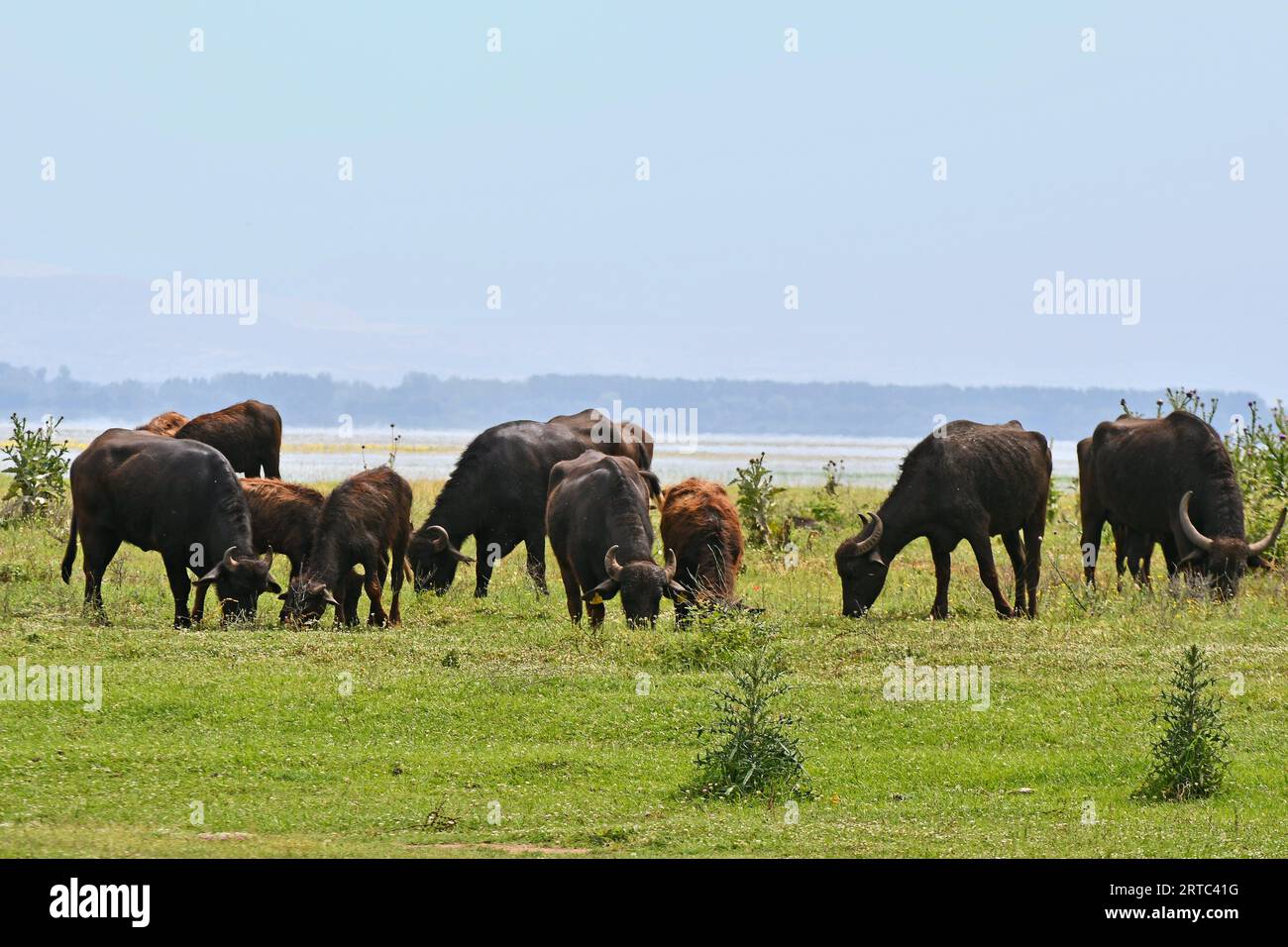 Greece, Water buffalo grazing freely in the grasslands at Lake Kerkini ...