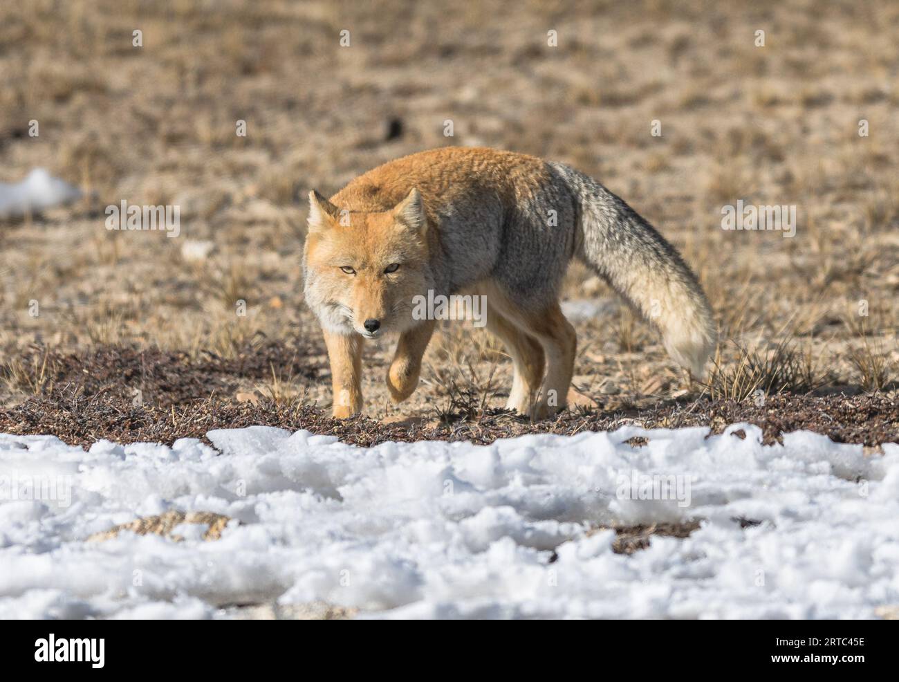 Tibetan sand fox from gurudongmar lake, North Sikkim Stock Photo - Alamy