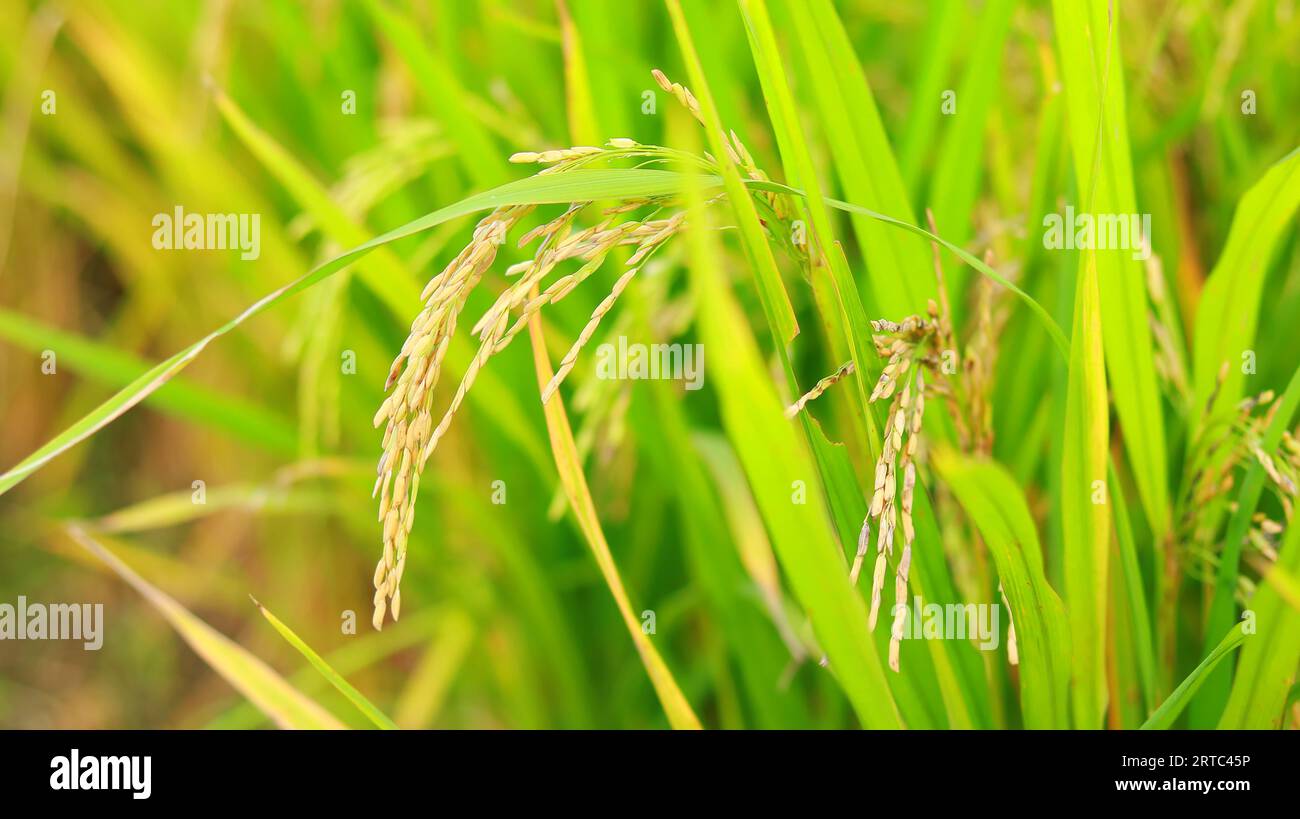 Mature paddy rice field before harvest, Mature paddy rice growing in ...