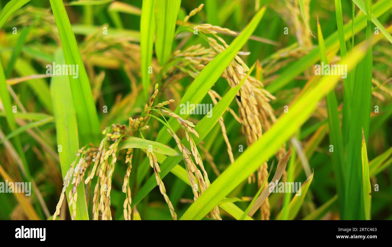 Mature paddy rice field before harvest, Mature paddy rice growing in ...