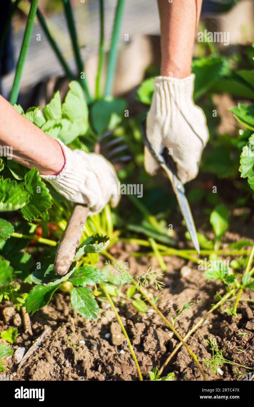 The farmer takes care of the plants in the vegetable garden on the farm ...