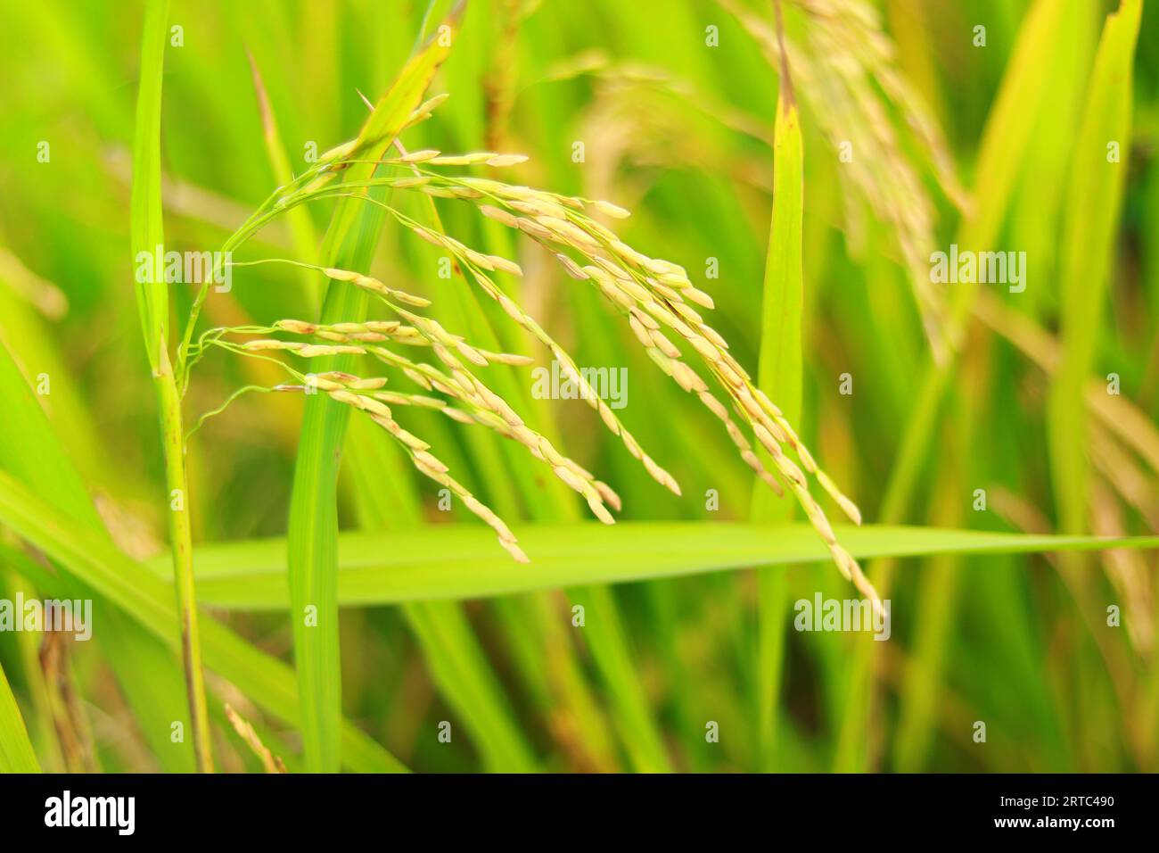 Mature paddy rice field before harvest, Mature paddy rice growing in ...