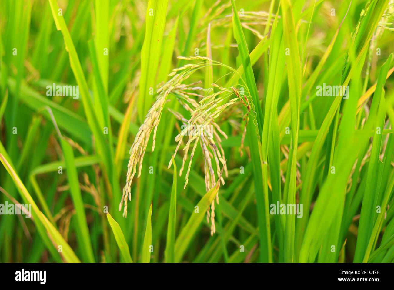 Mature paddy rice field before harvest, Mature paddy rice growing in ...