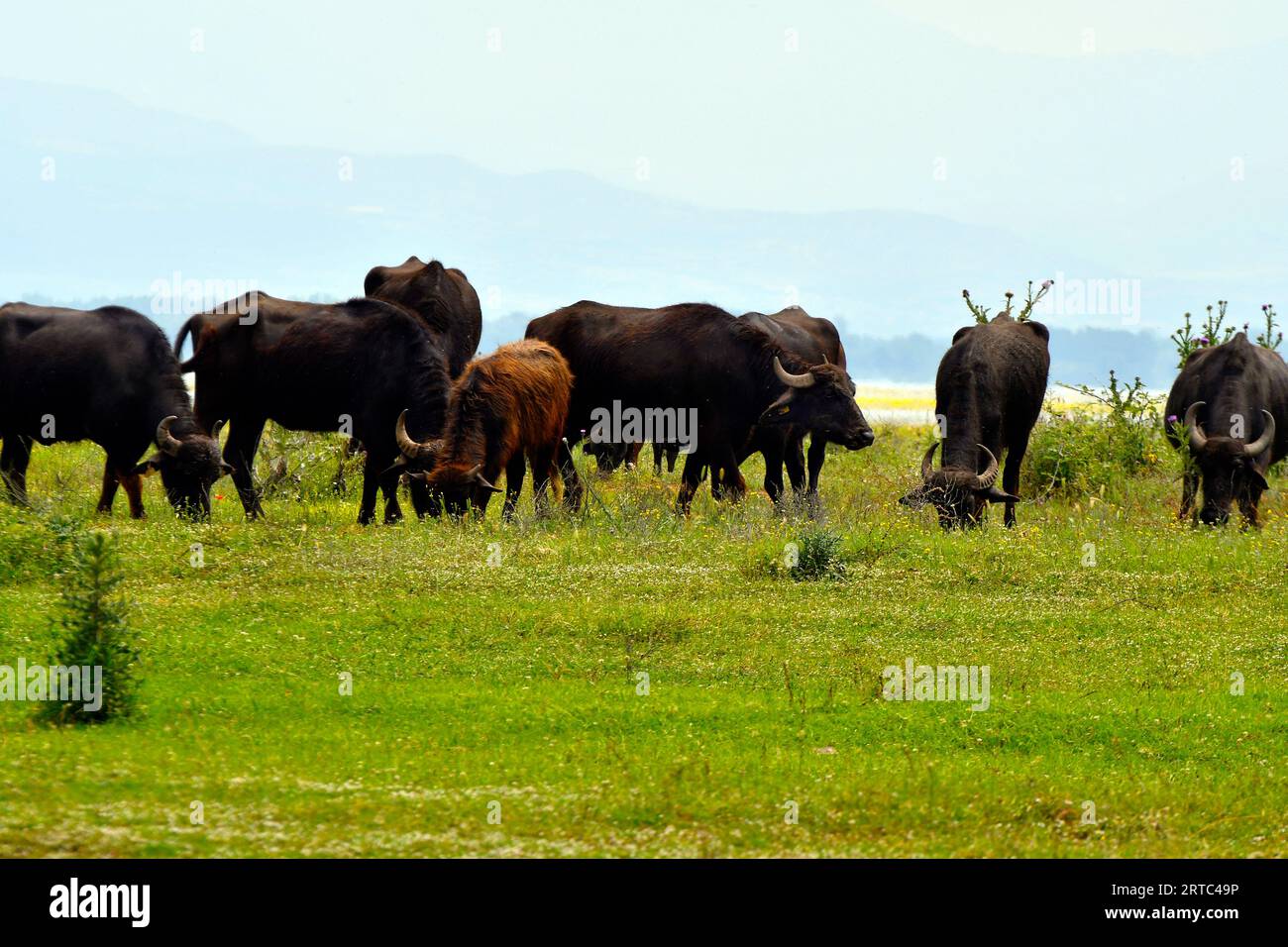 Greece, Water buffalo grazing freely in the grasslands at Lake Kerkini ...