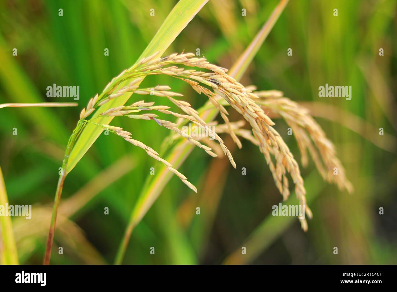 Mature paddy rice field before harvest, Mature paddy rice growing in ...