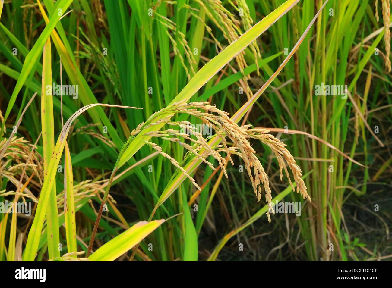 Mature paddy rice field before harvest, Mature paddy rice growing in ...