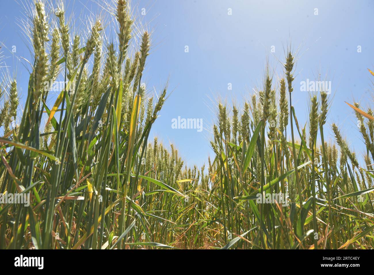 Planta de trigo planta hi-res stock photography and images - Alamy