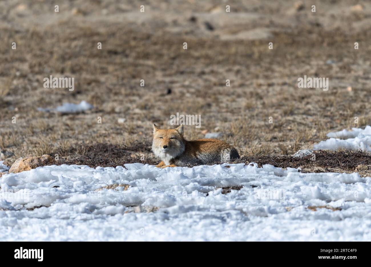 Tibetan sand fox from gurudongmar lake, North Sikkim Stock Photo - Alamy