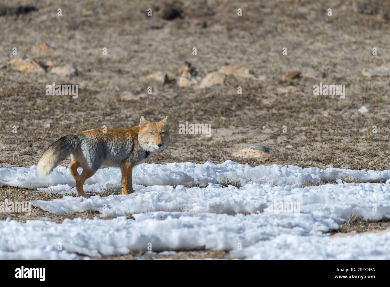 Tibetan sand fox from gurudongmar lake, North Sikkim Stock Photo - Alamy