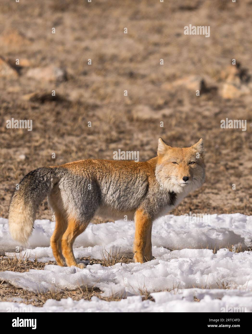 Tibetan sand fox from gurudongmar lake, North Sikkim Stock Photo - Alamy
