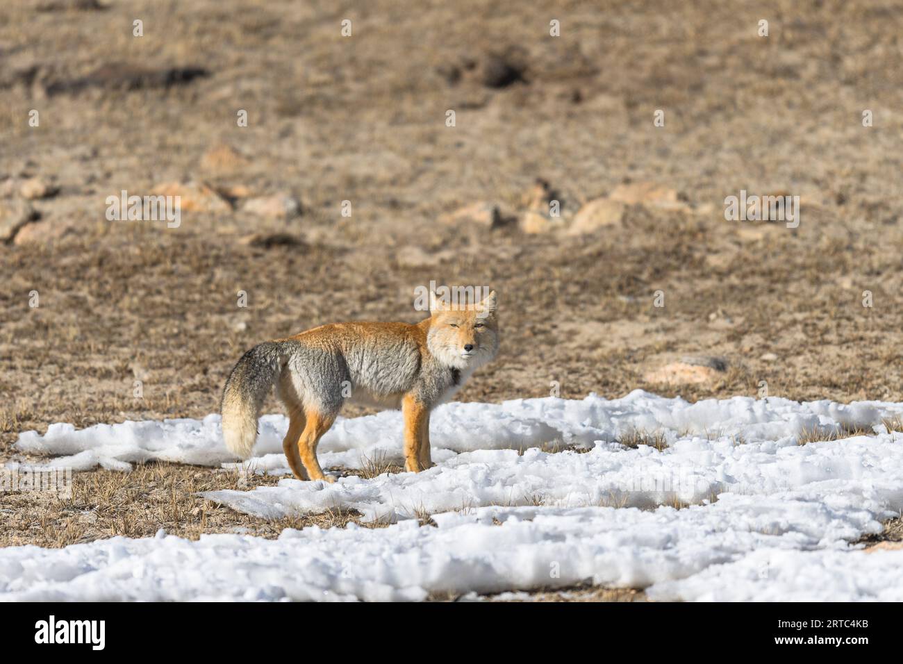 Tibetan sand fox from gurudongmar lake, North Sikkim Stock Photo - Alamy