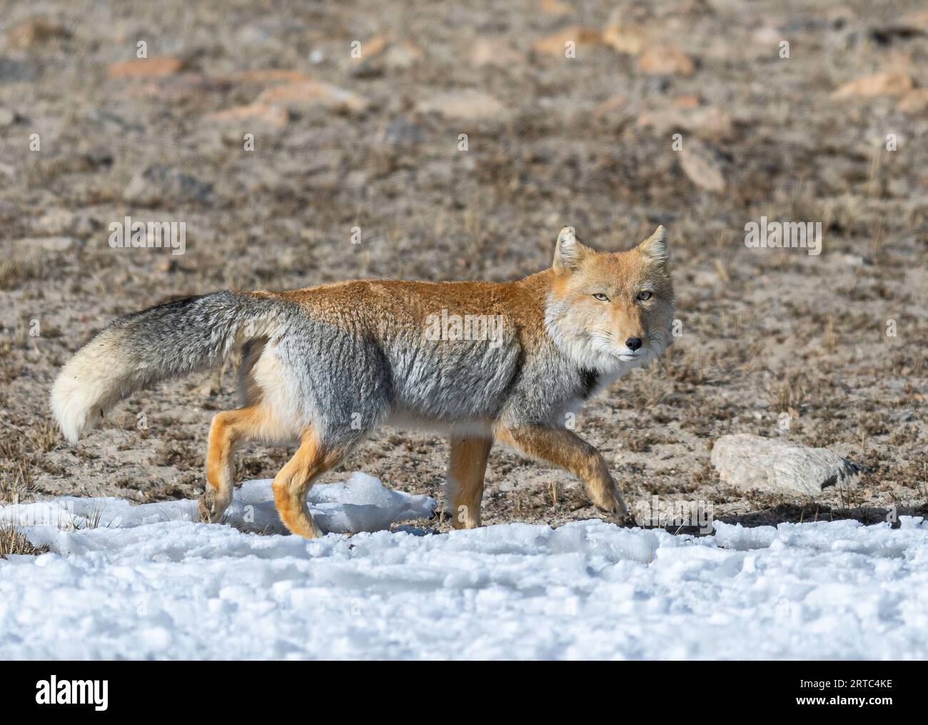 Tibetan sand fox from gurudongmar lake, North Sikkim Stock Photo - Alamy