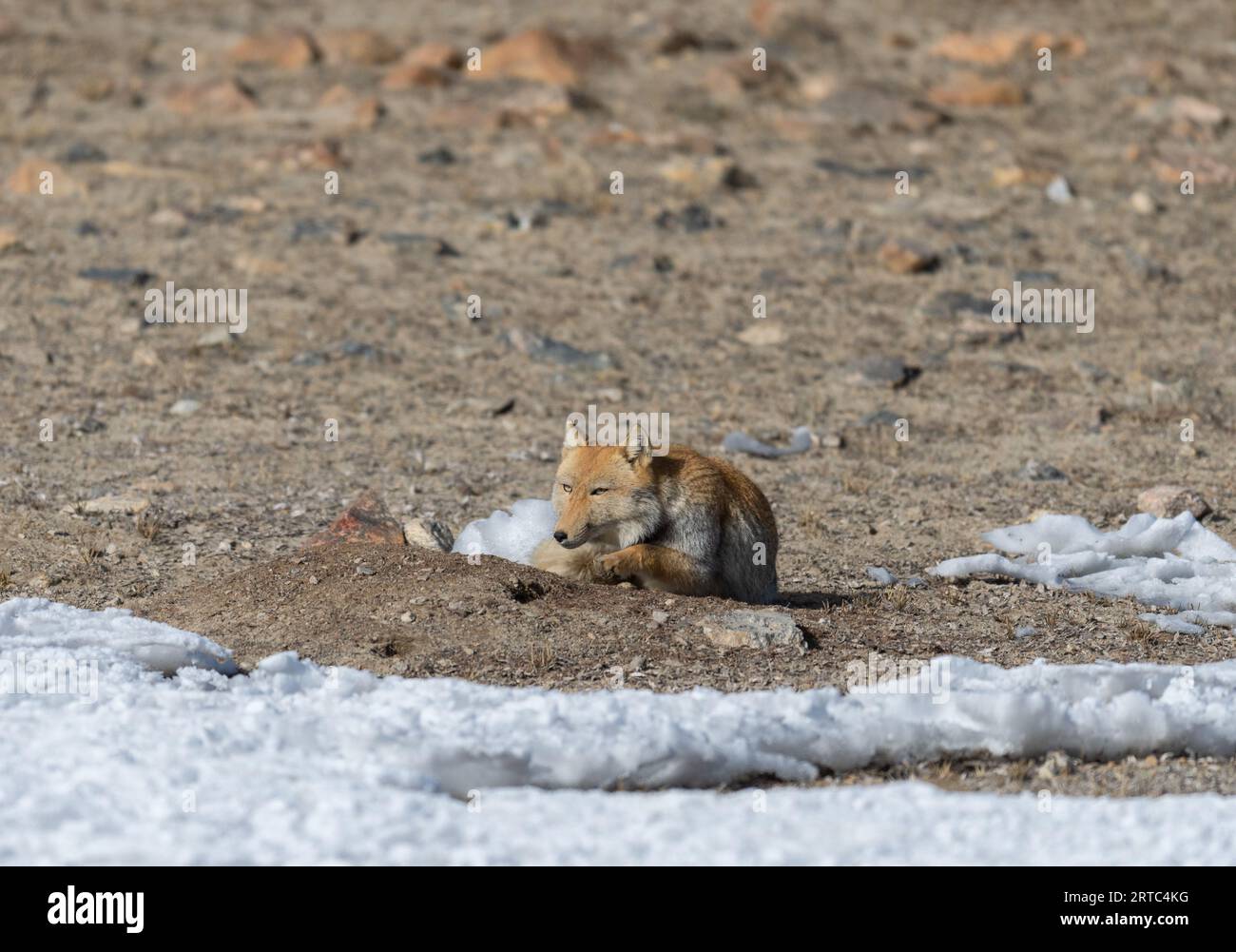 Tibetan sand fox from gurudongmar lake, North Sikkim Stock Photo - Alamy