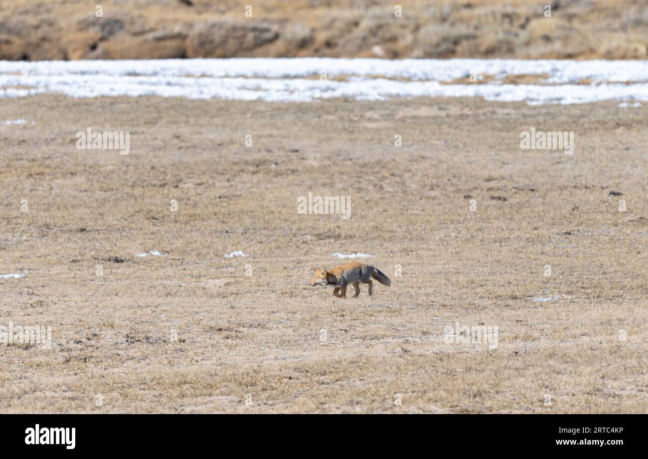 Tibetan sand fox from gurudongmar lake, North Sikkim Stock Photo - Alamy