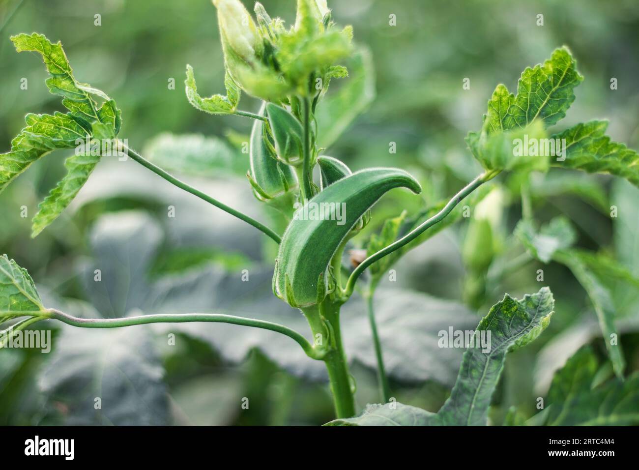 Close-up of fresh okra green vegetable, Okra vegetable field, Okra ...