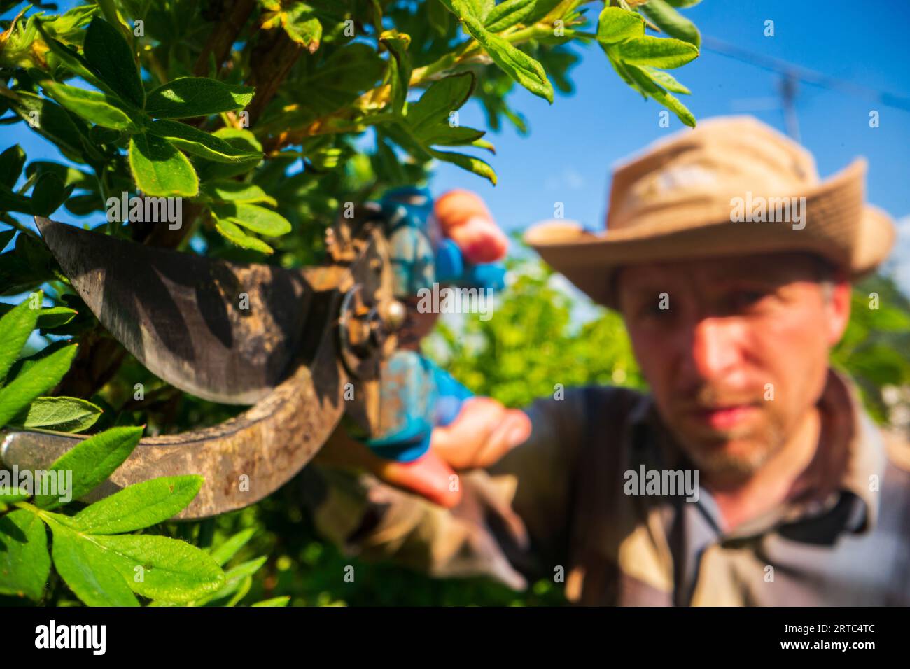 The farmer makes pruning of bushes with secateurs. Gardening Tools ...