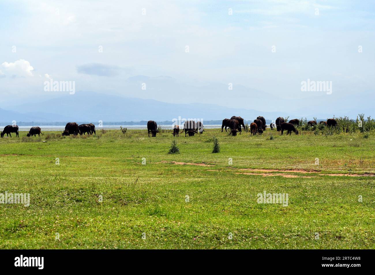 Greece, Water buffalo grazing freely in the grasslands at Lake Kerkini ...